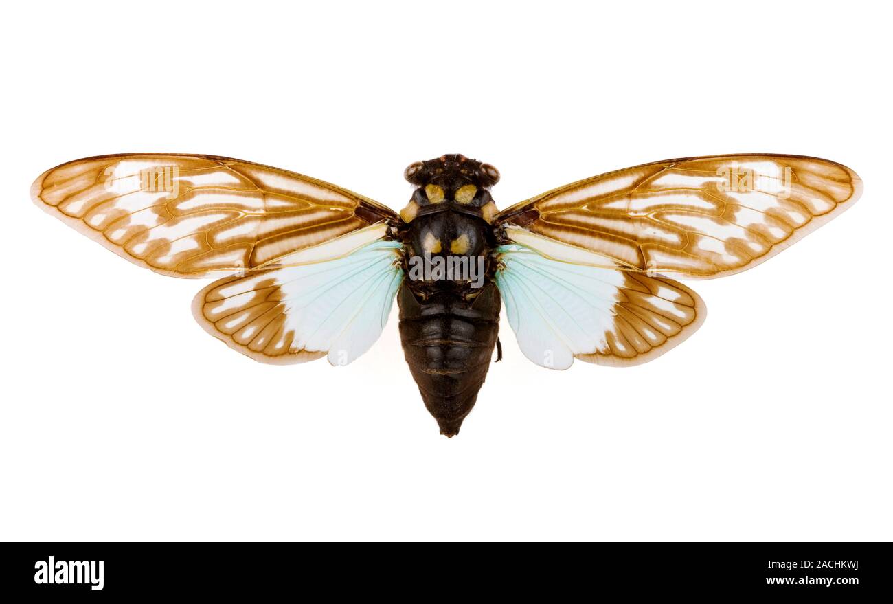Cicada (Tosena splendida) with its wings spread. This species is native ...
