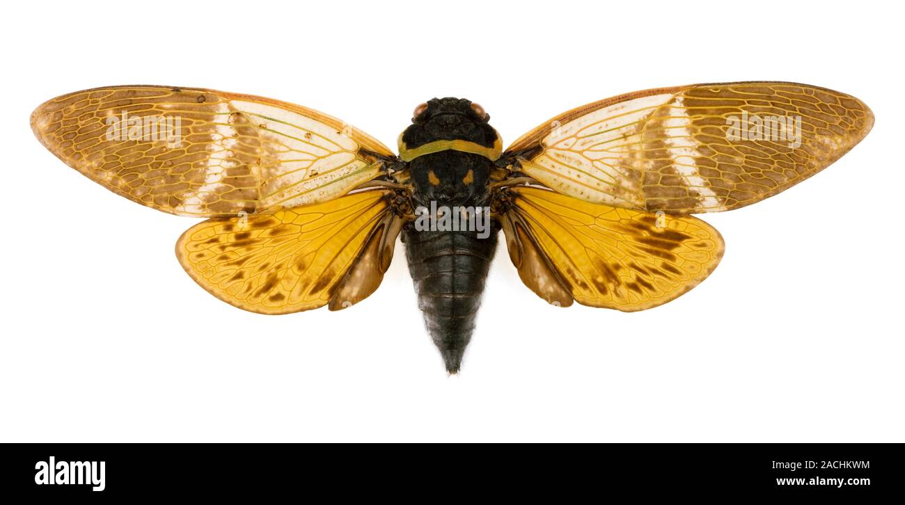 Cicada (Angamania floridula) with its wings spread. This species is ...