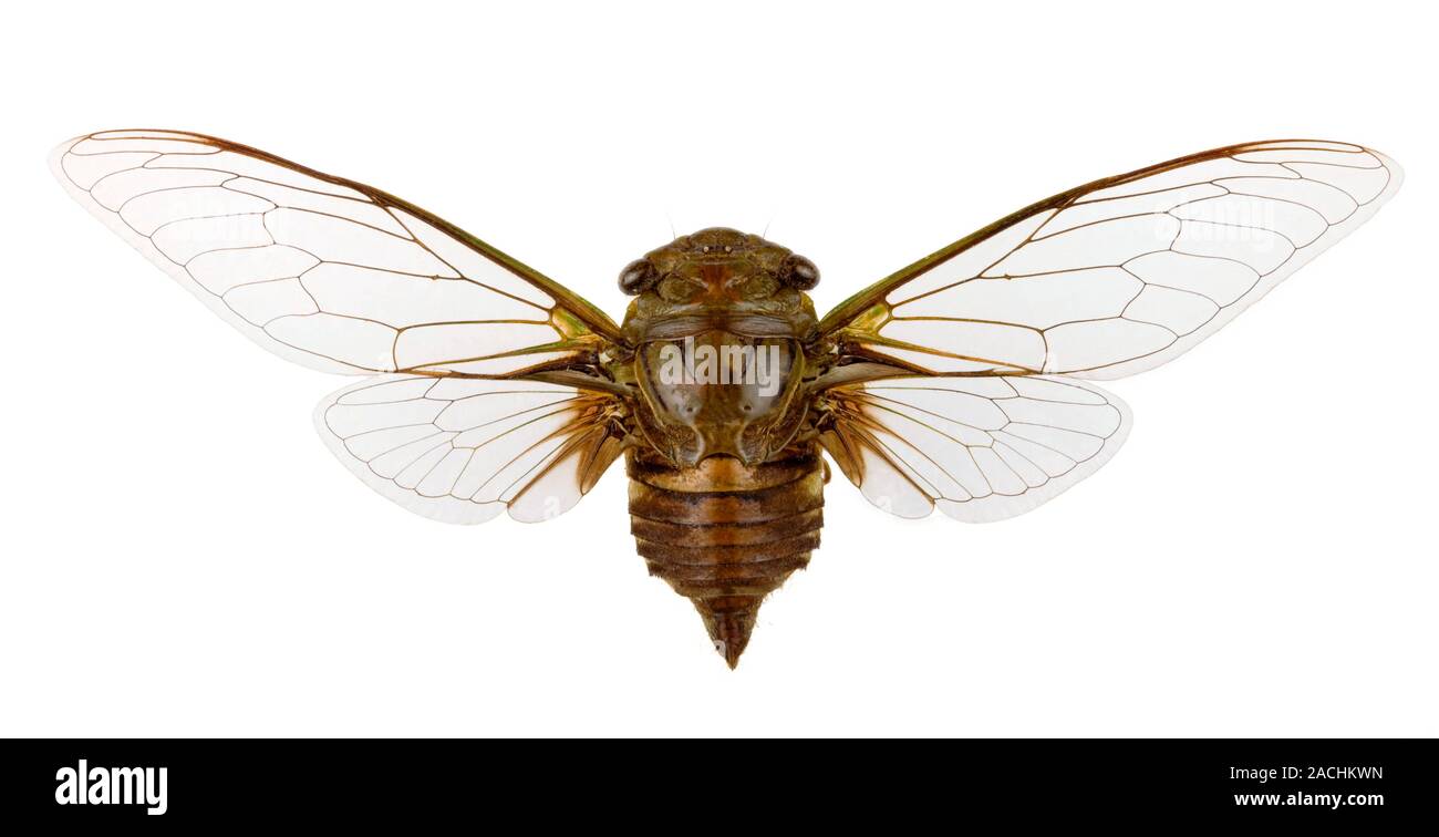 Cicada (family Cicadidae) with its wings spread Stock Photo - Alamy