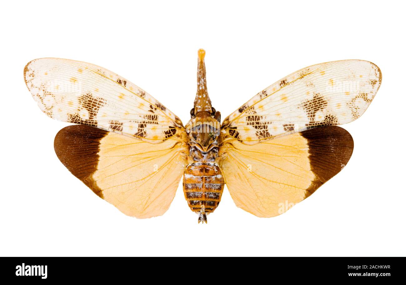 Lantern fly (Pyrops lathburii) with its wings spread. This species is ...