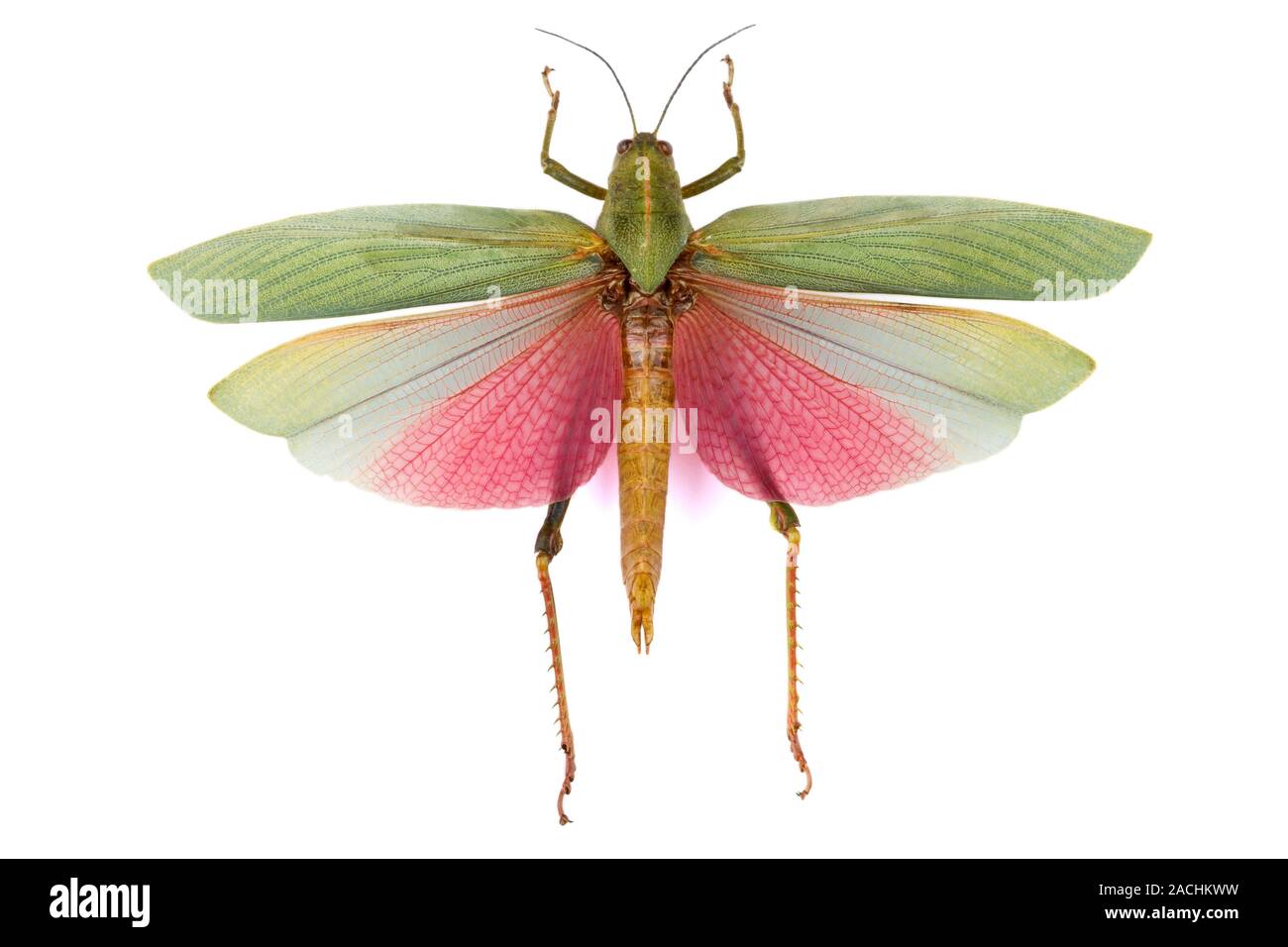 Giant cricket (Lophacris cristata) with its wings and legs spread. This ...