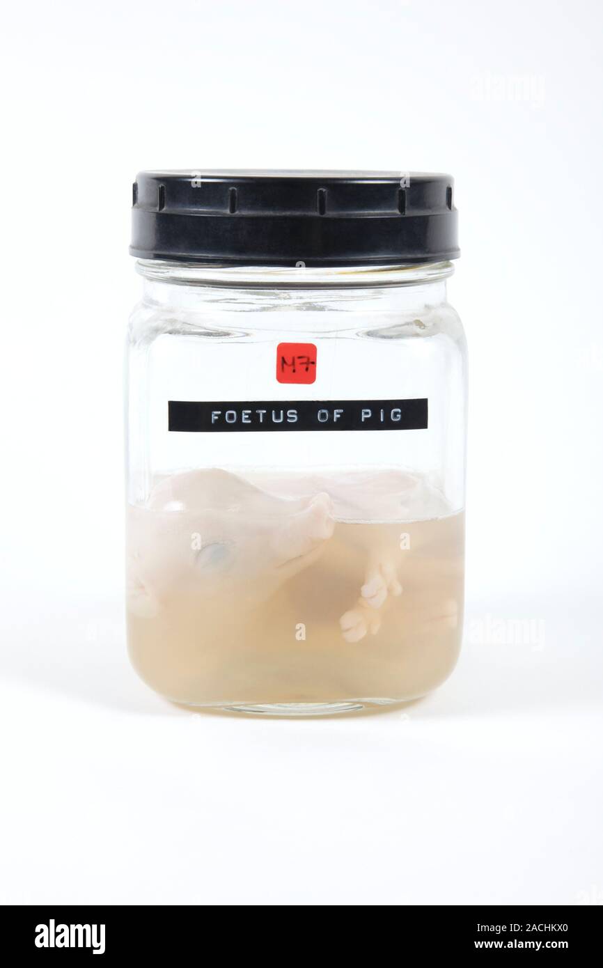 Pig foetus specimen preserved in a jar Stock Photo - Alamy