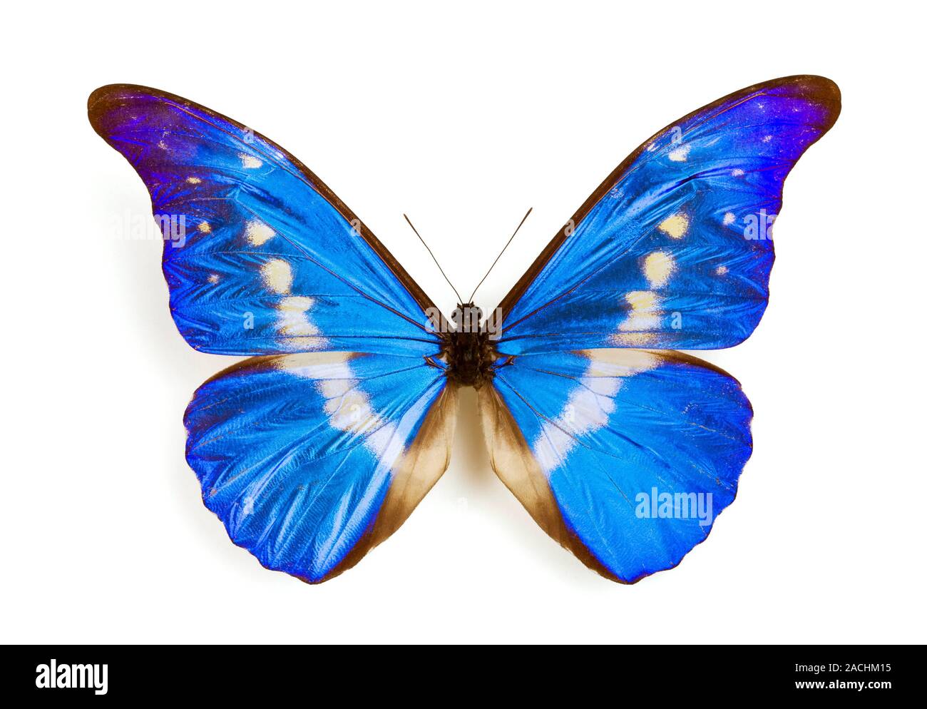 Male rhetenor blue morpho (Morpho rhetenor helena) butterfly with its ...