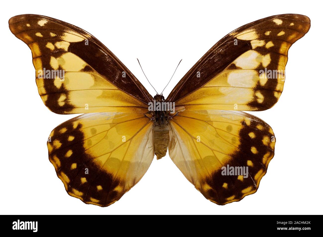 Female rhetenor blue morpho (Morpho rhetenor helena) butterfly with its ...