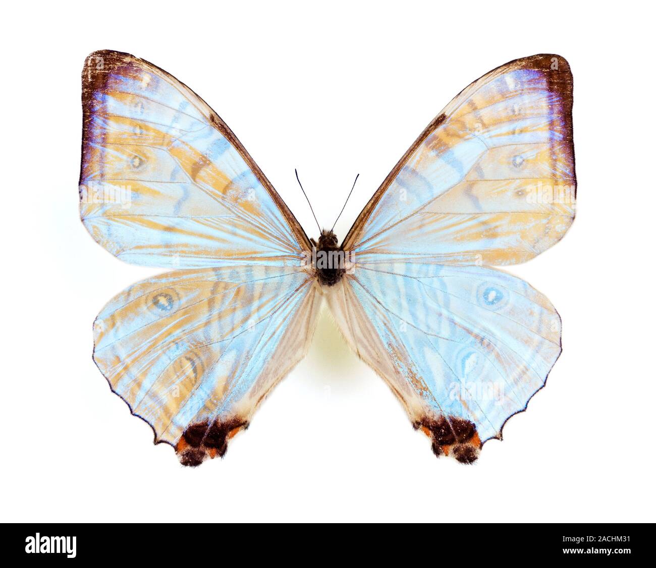 Male Sulkowsky's morpho (Morpho sulkowskyi) butterfly with its wings ...