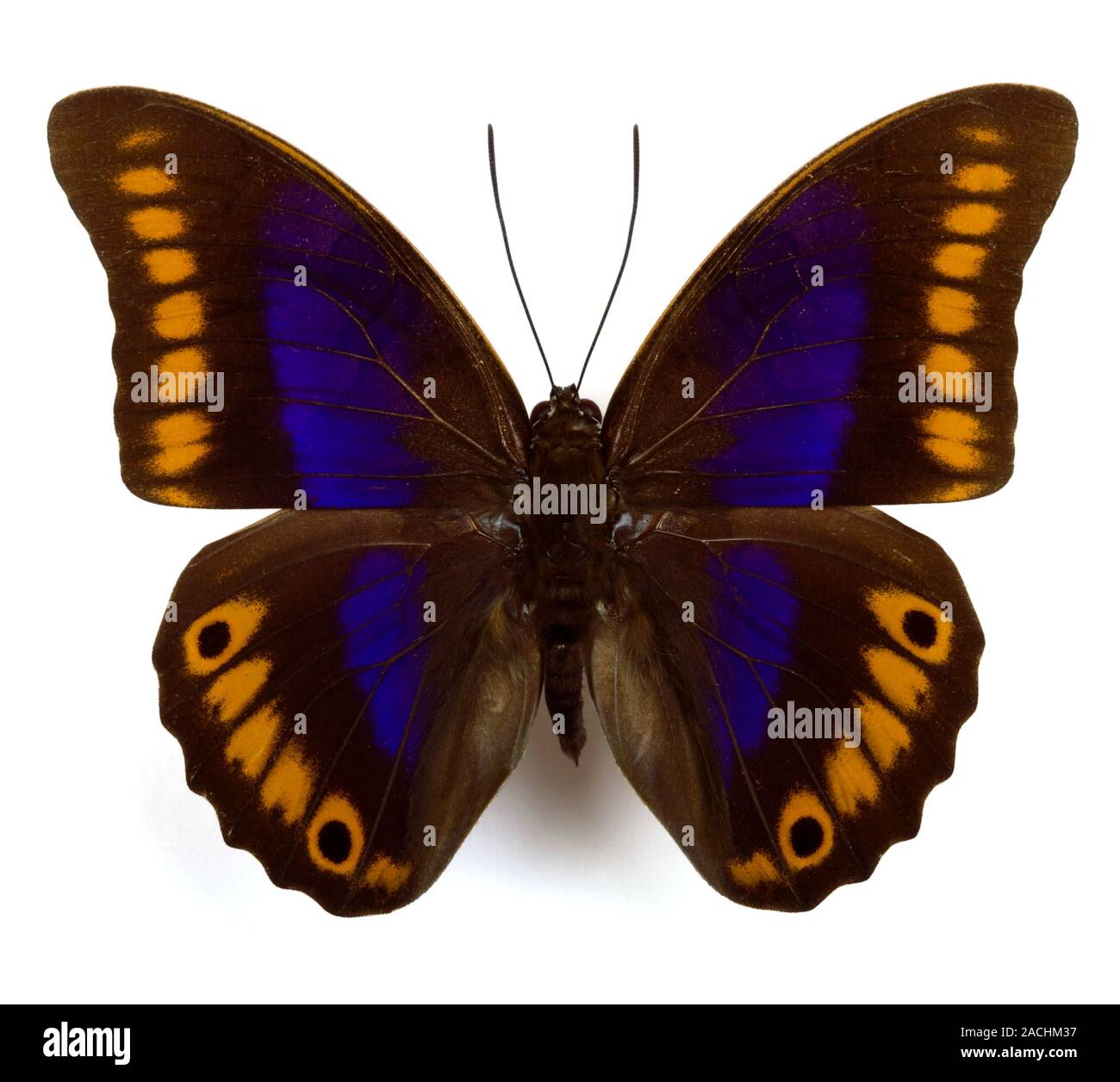 Prepona xenagoras butterfly with its wings spread. This species is ...