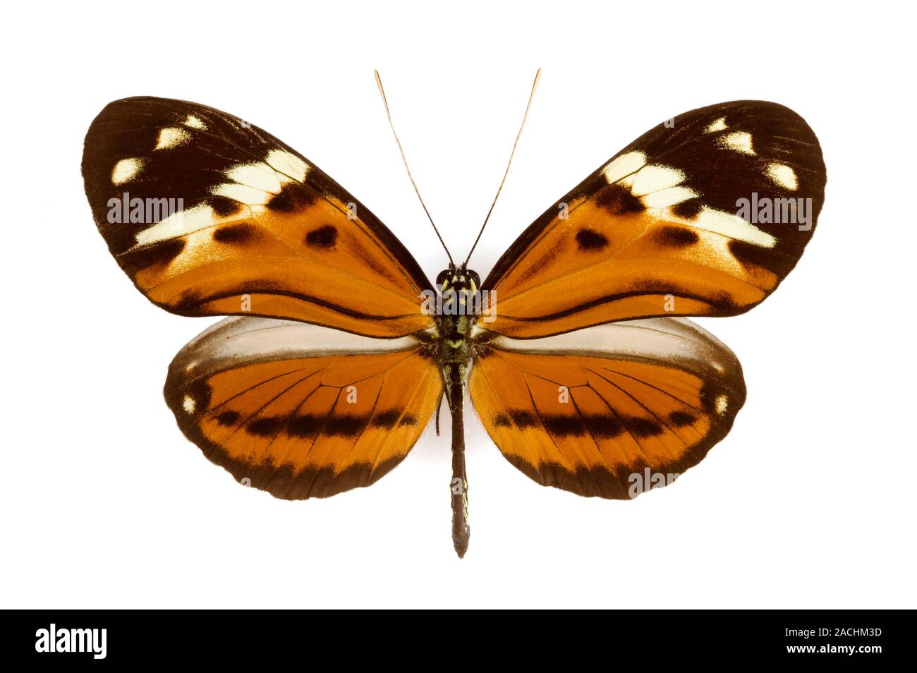 Longwing butterfly (Heliconius numata leopardus) with its wings spread ...