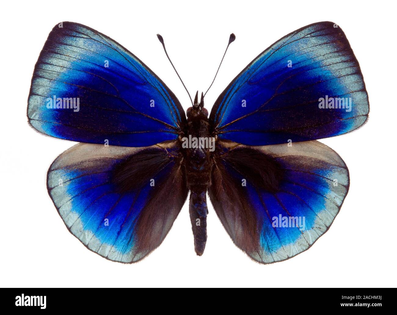 Leprieur's glory (Asterope leprieuri) butterfly with its wings spread ...