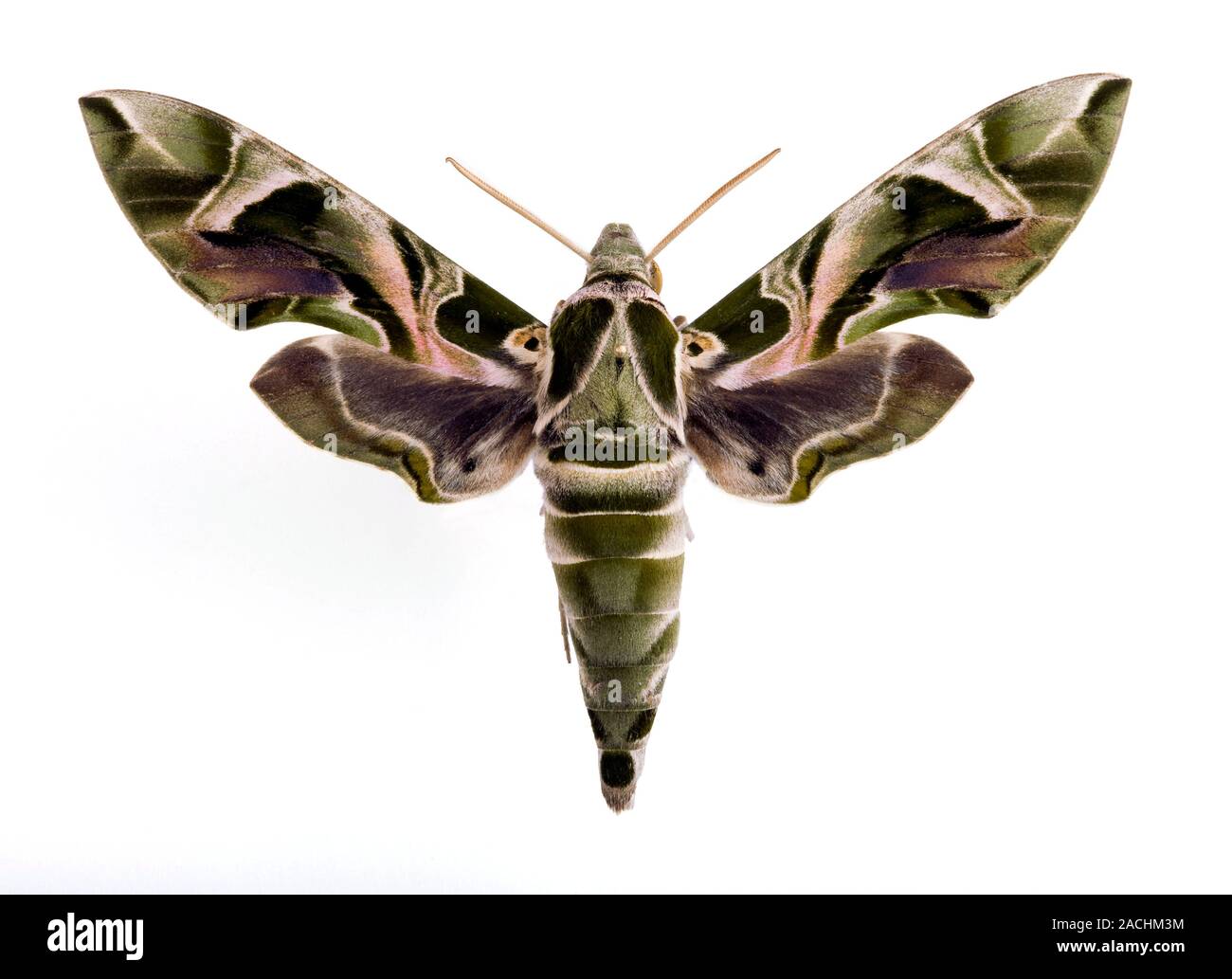 Oleander hawk moth (Daphnis nerii) with its wings spread. This species is native to the ...