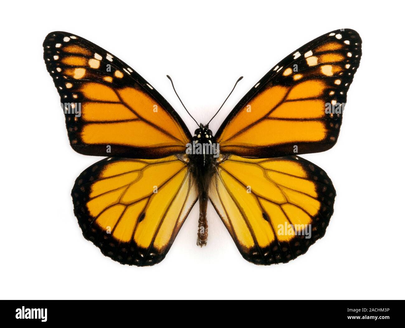 Monarch (Danaus plexippus) with its wings spread. This species is ...