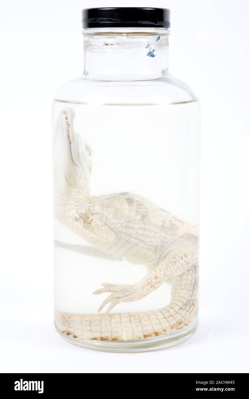 Preserved alligator in a specimen jar Stock Photo - Alamy