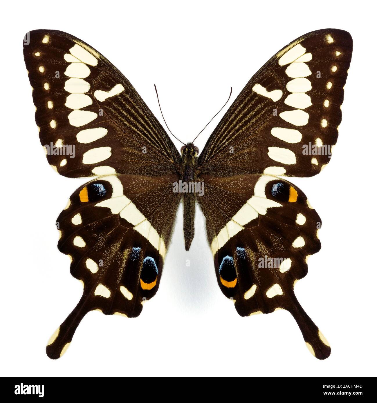 Emperor Swallowtail (Papilio ophidicephalus) butterfly with its wings ...