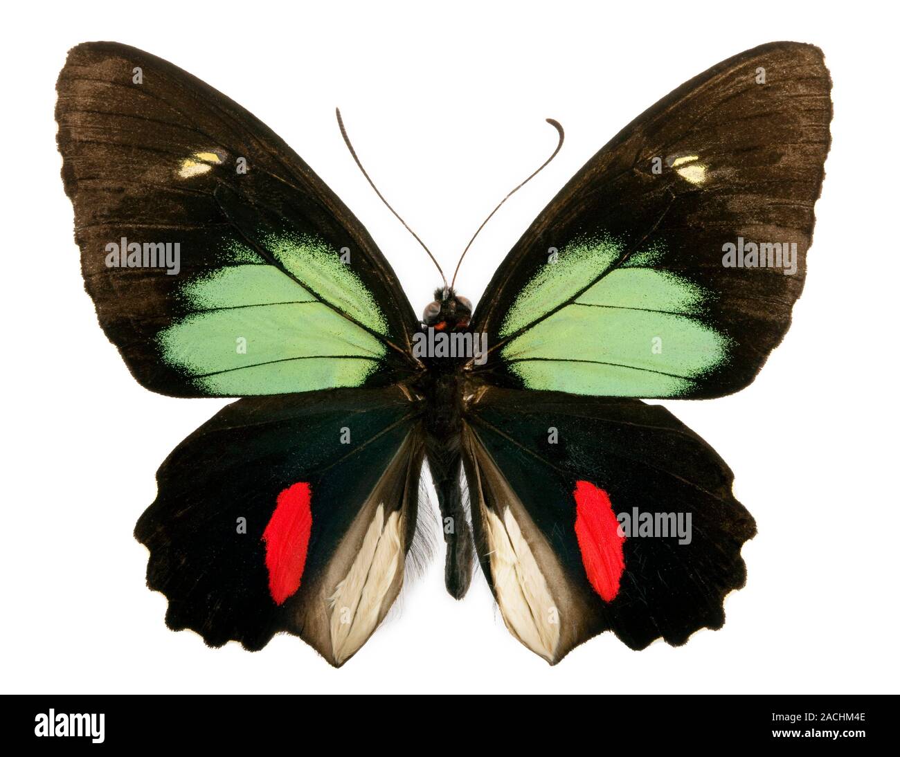 Green-celled cattleheart (Parides childrenae) with its wings spread ...