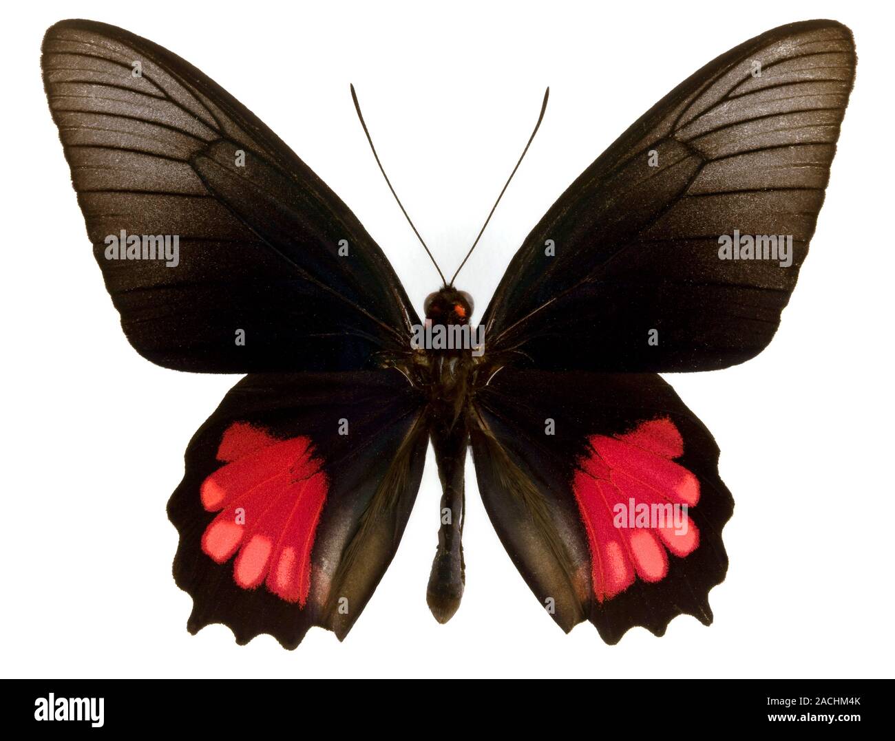 Male swallowtail butterfly (Parides orellana) with its wings spread ...
