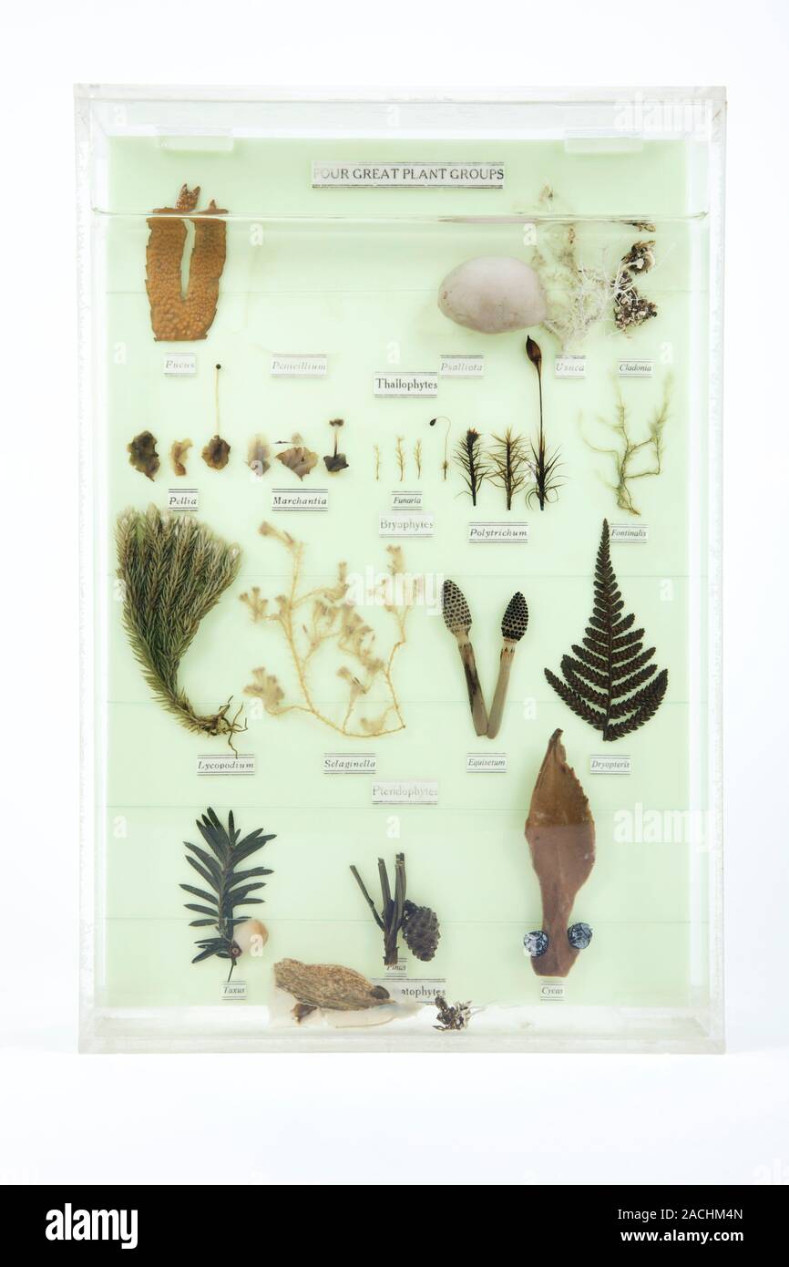 Plant group specimens. Preserved specimens of four plant groups Stock ...