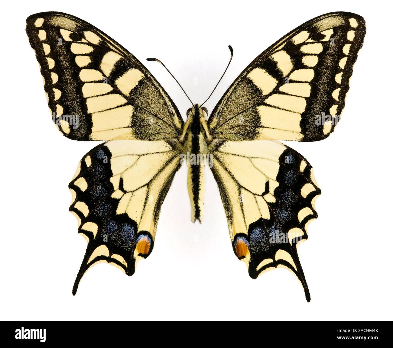 Common yellow swallowtail (Papilio machaon) butterfly with its wings spread. This species, also ...