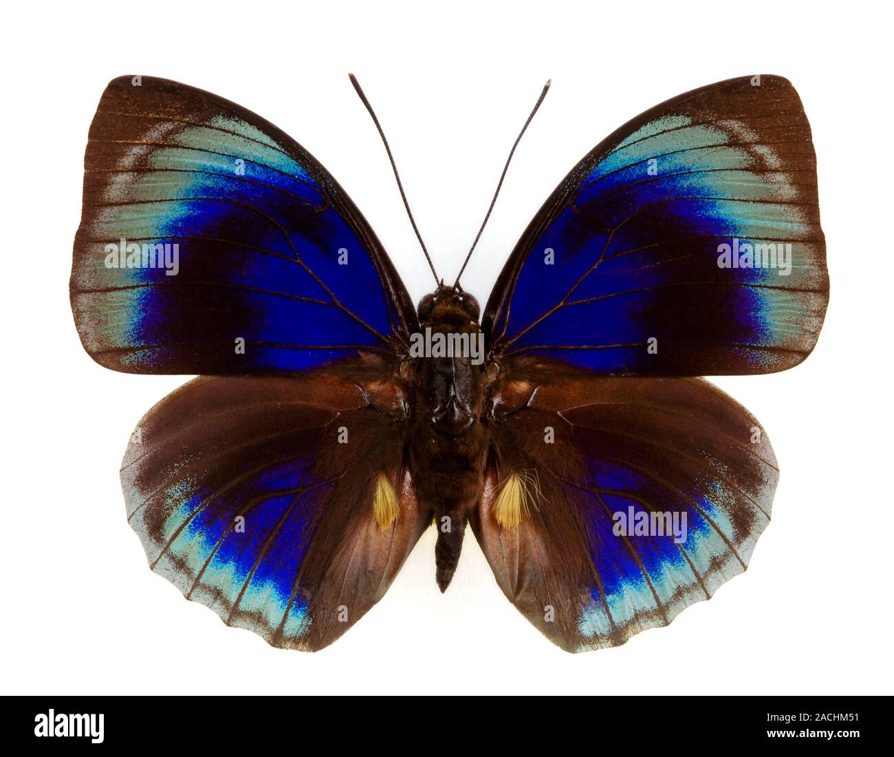 Brush-footed butterfly (Agrias beata beatifica) with its wings spread ...