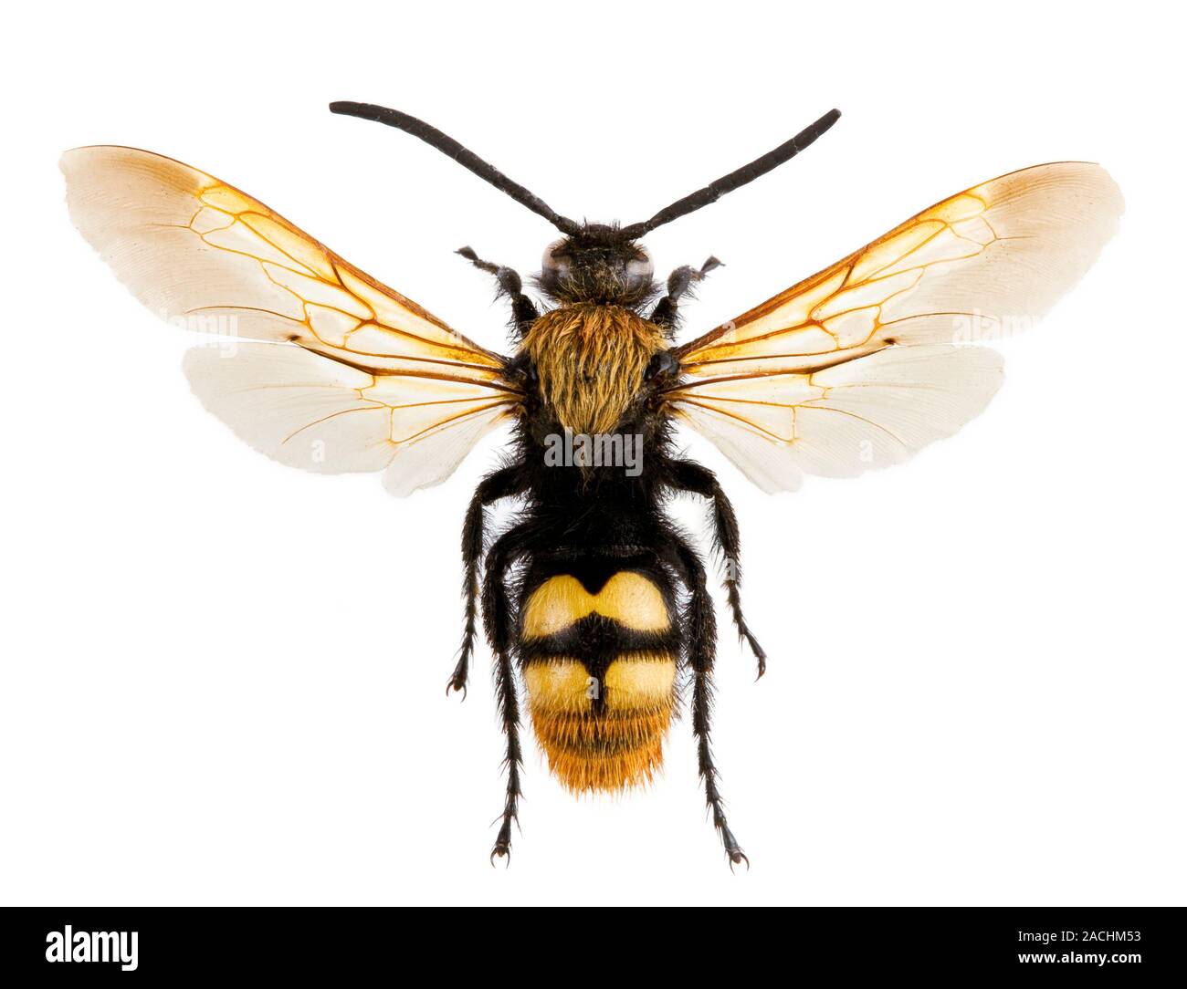 Scoliid solitary wasp (Megascolia maculata maculata) with its wings ...