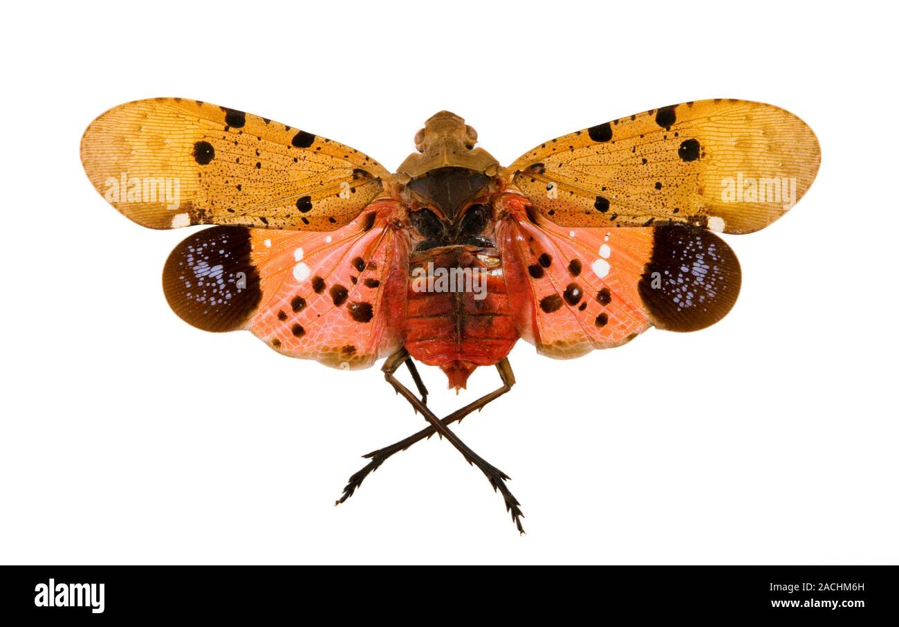 Lantern fly (Penthicodes atomaria) with its wings spread. This species ...