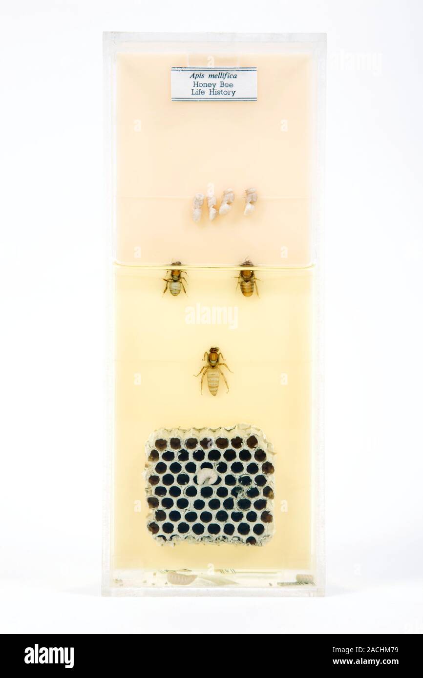 Honey bee life cycle. Preserved specimens showing the life cycle of the ...