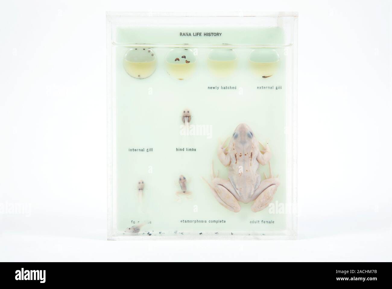 Frog life cycle. Preserved specimens showing the life cycle of a frog ...