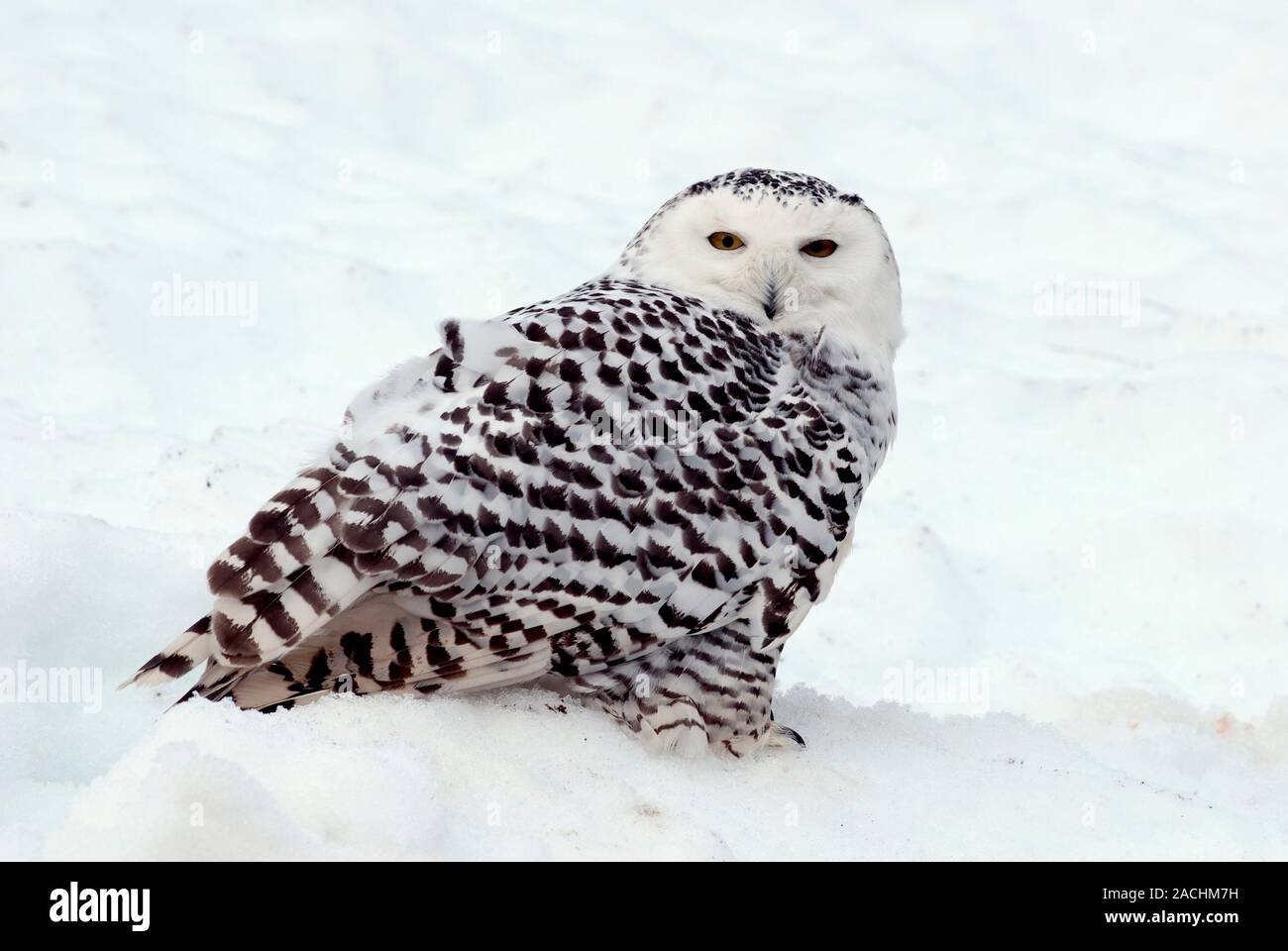 Female Snowy Owl