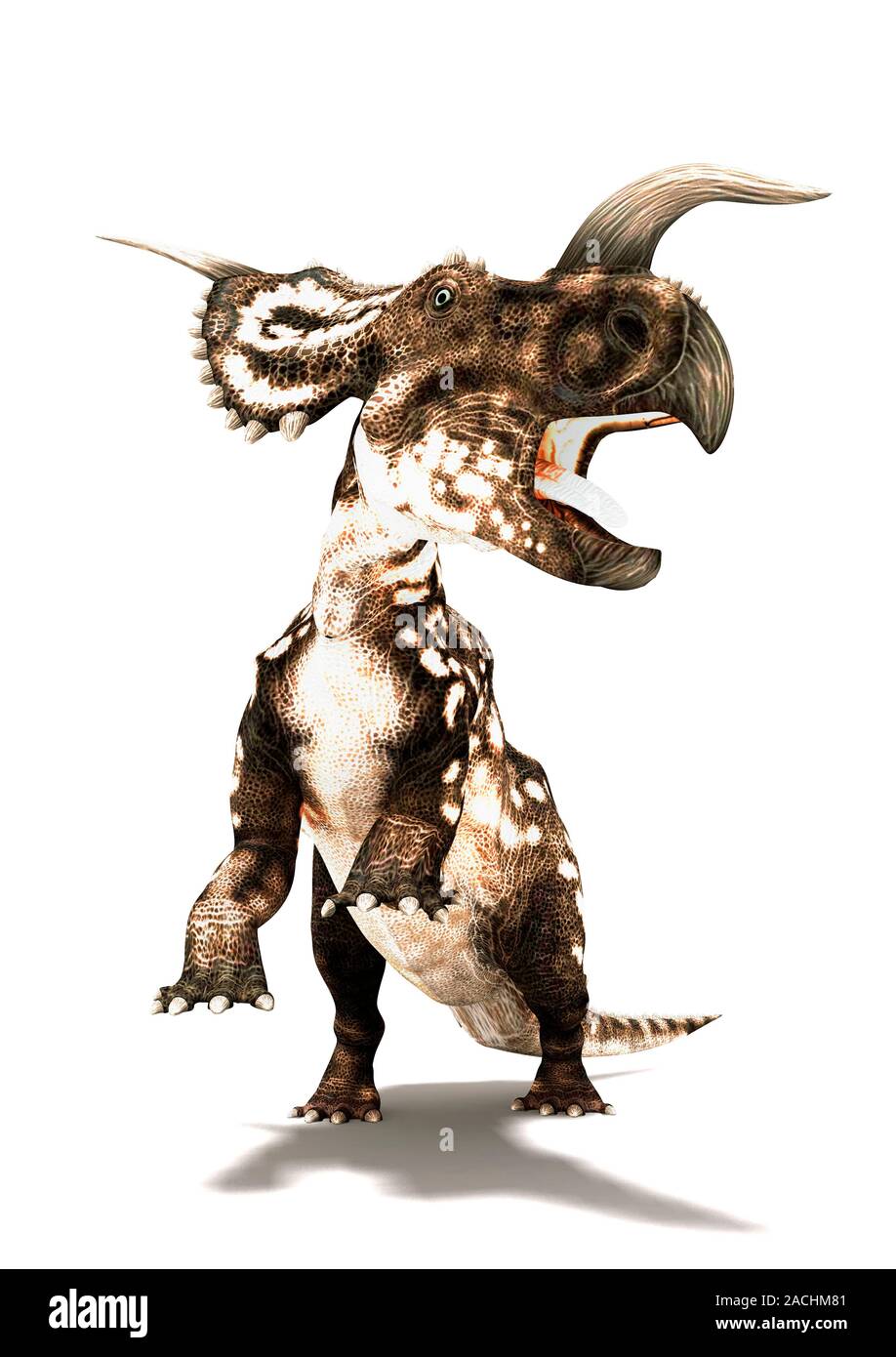 Einiosaurus dinosaur, computer artwork. This horned herbivorous ...