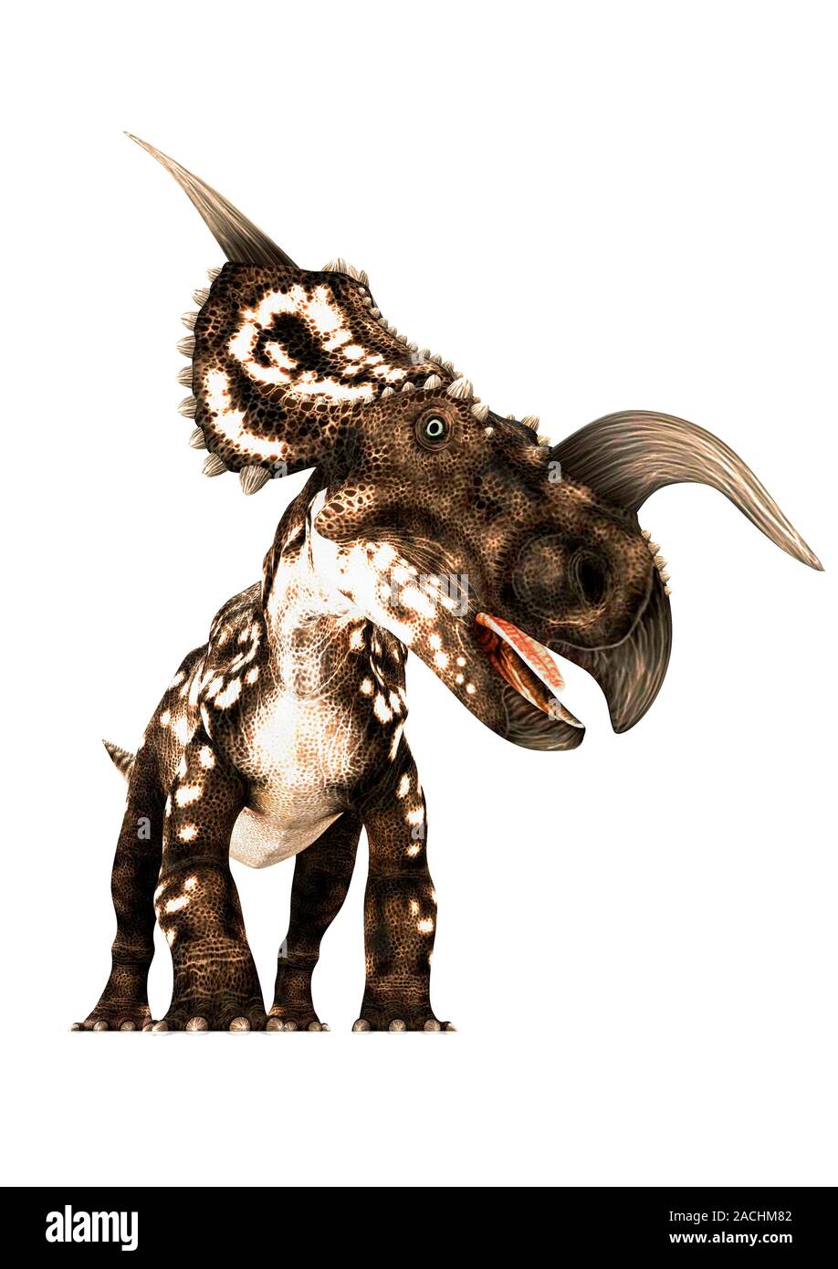 Einiosaurus dinosaur, computer artwork. This horned herbivorous ...