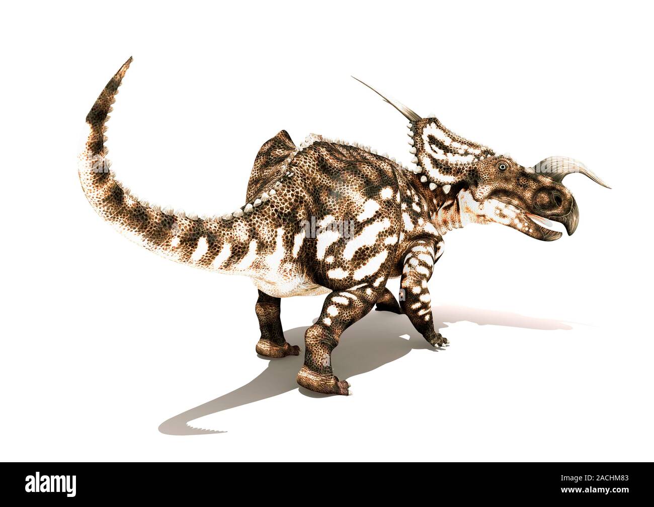 Einiosaurus dinosaur, computer artwork. This horned herbivorous ...