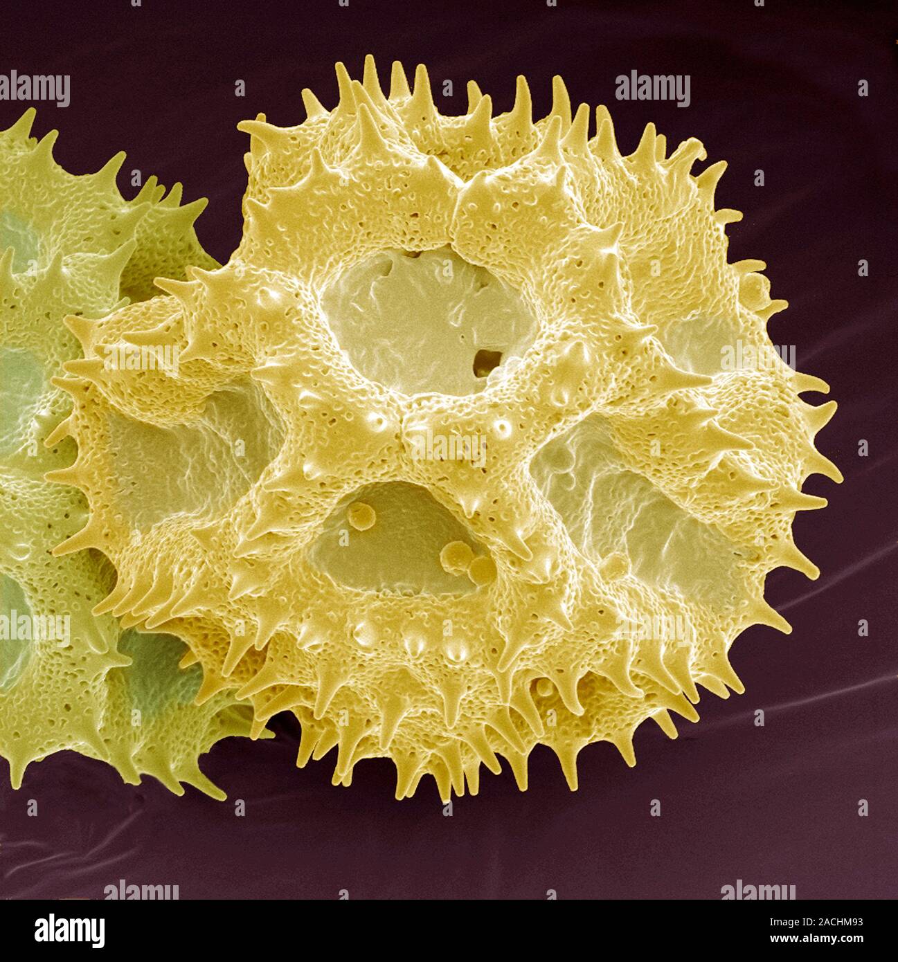 Hawksbeard (Crepis sp.) pollen grains, coloured scanning electron ...