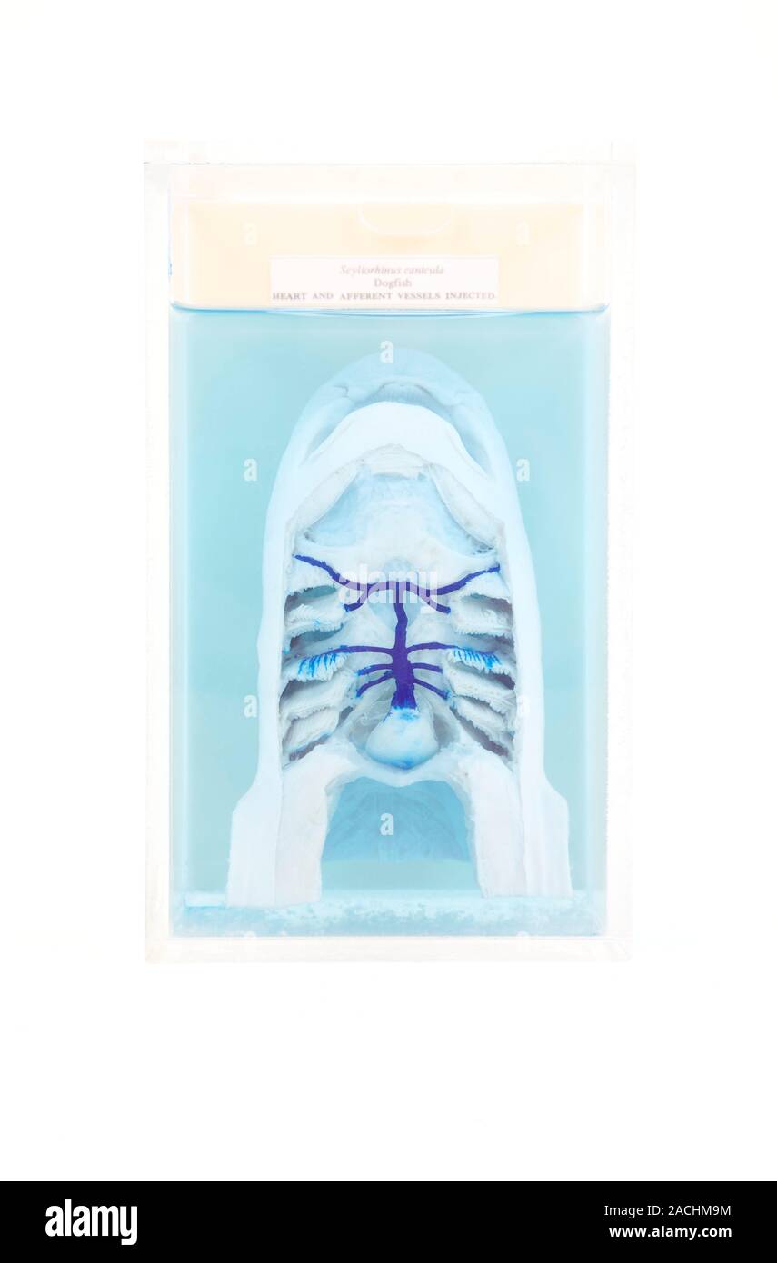 Dissected dogfish. Preserved dogfish (Scyliorhinus canicula) dissected ...