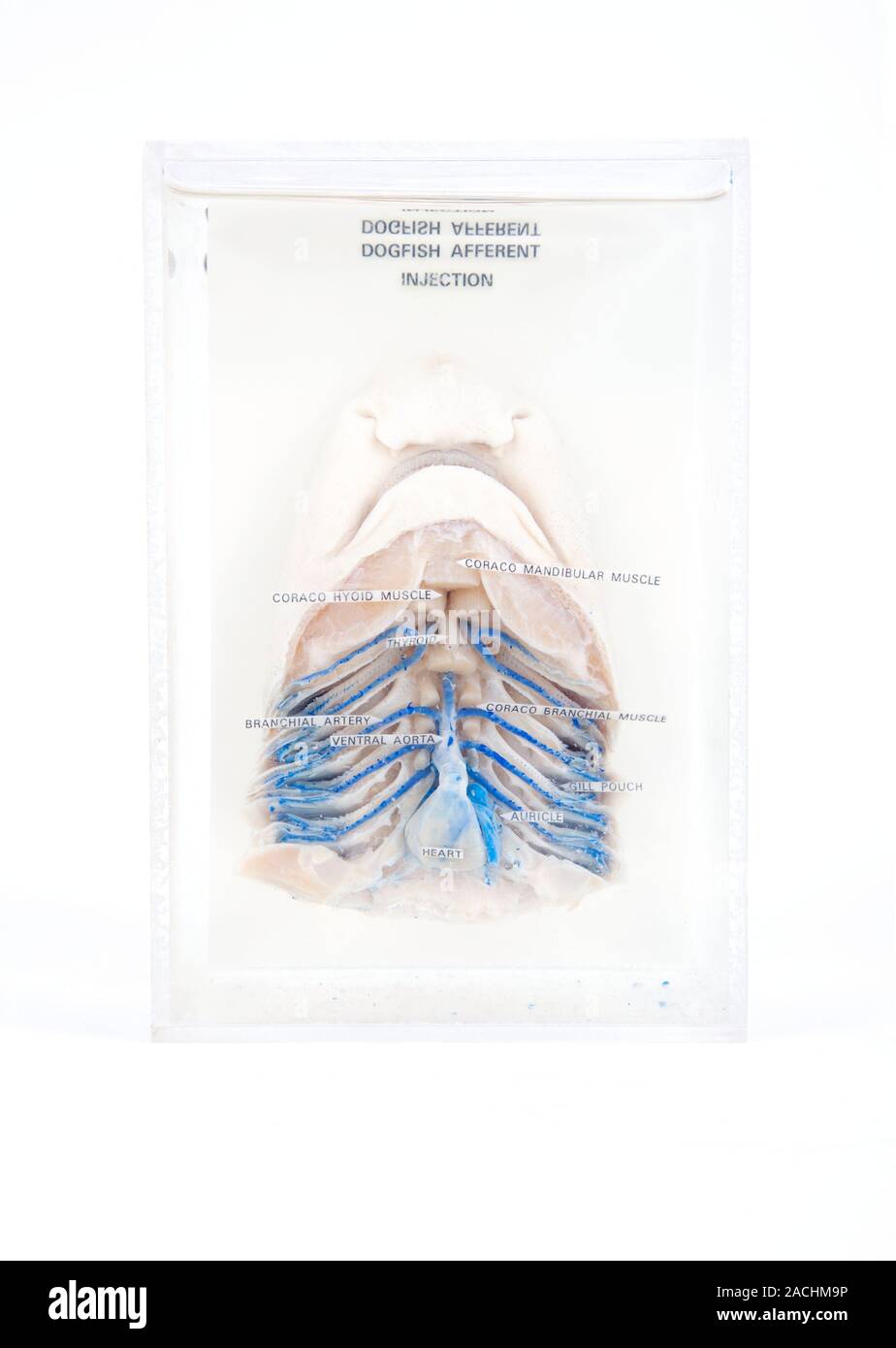 Dissected dogfish. Preserved dogfish (Scyliorhinus canicula) dissected ...