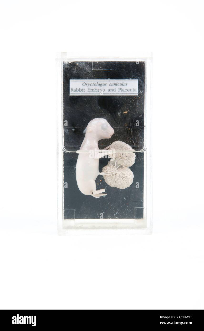 Rabbit embryo. The preserved embryo is still attached to the placenta ...