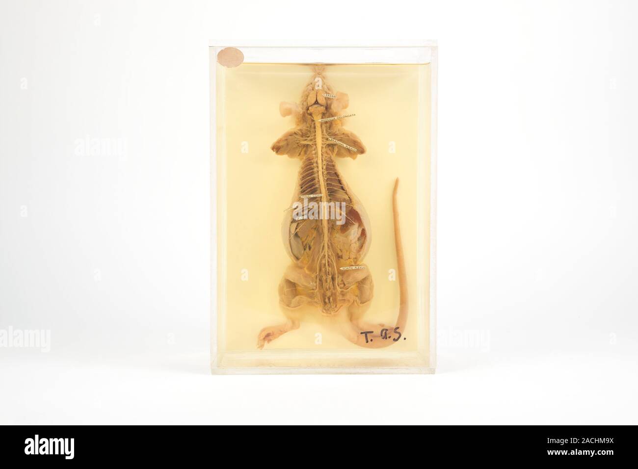 Dissected mouse preserved in formalin Stock Photo - Alamy
