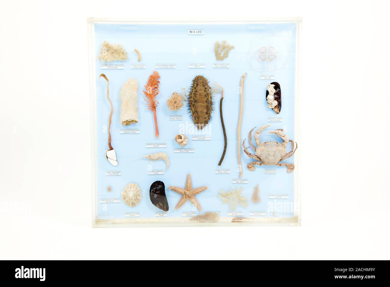 Marine life specimens Stock Photo - Alamy