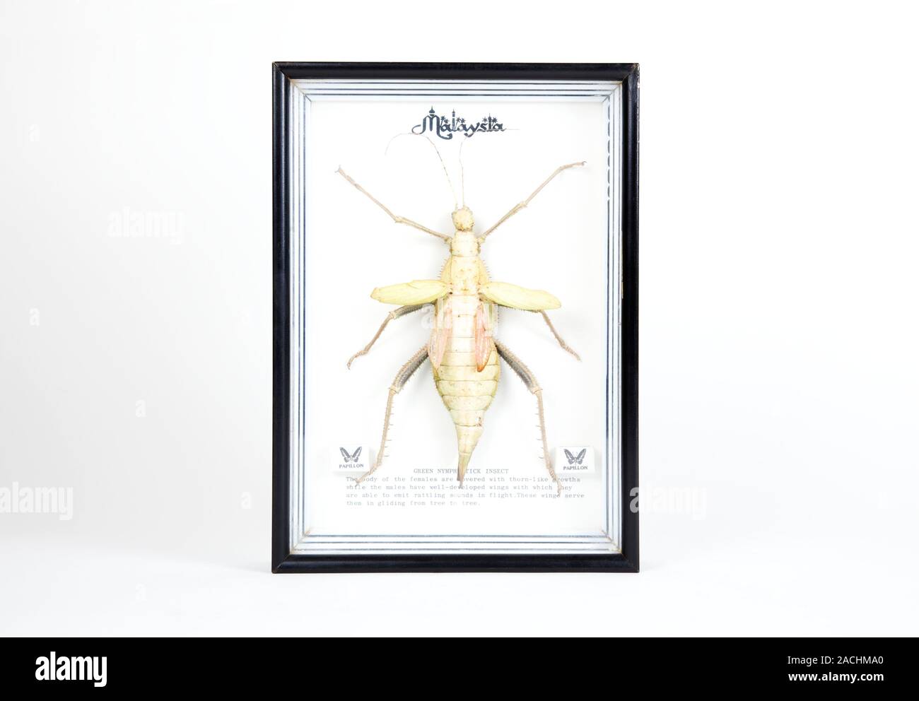 Green nymph stick insect specimen, from Malaysia Stock Photo - Alamy