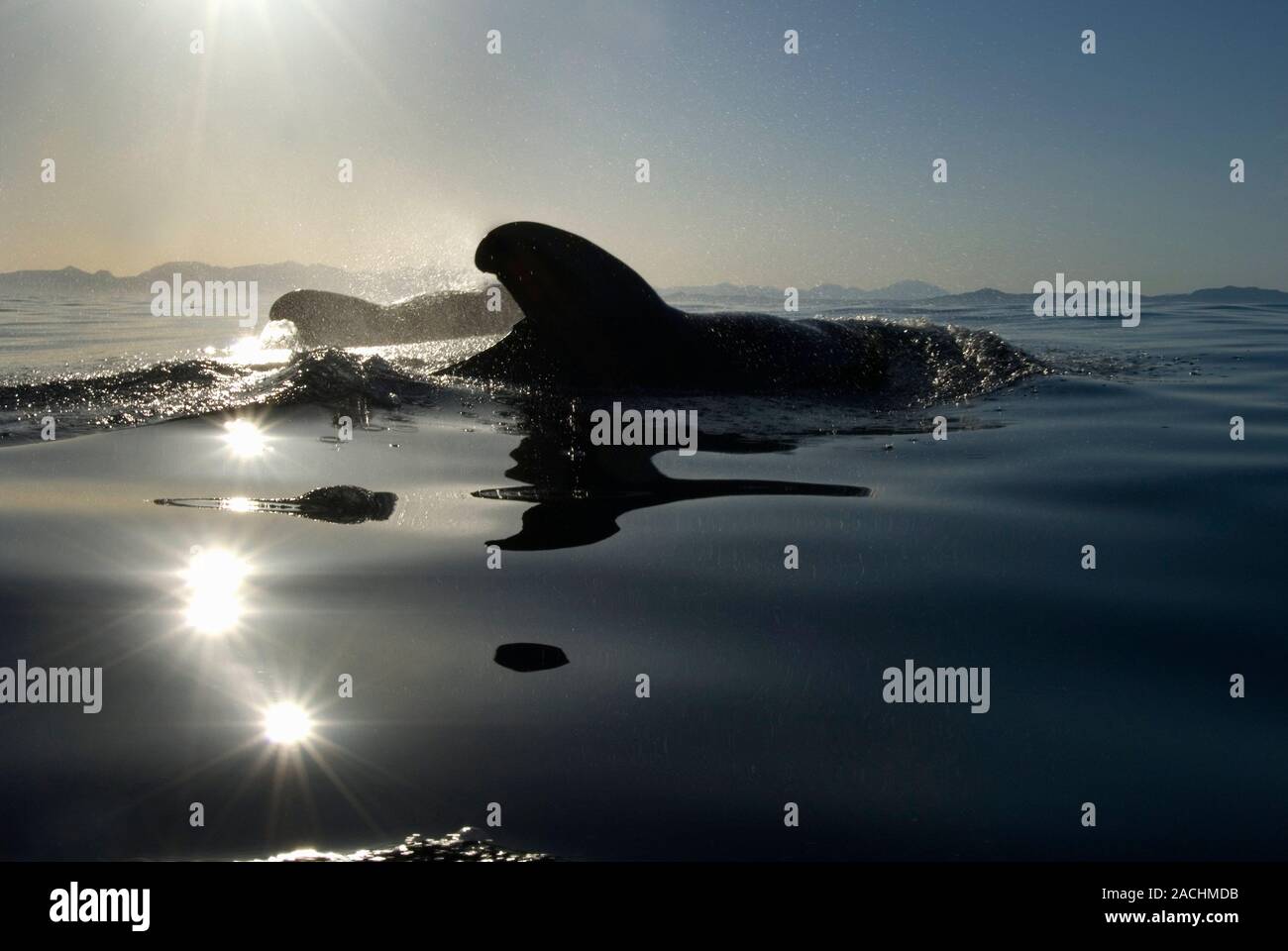 Short-finned pilot whales (Globicephala macrorhynchus), with their ...