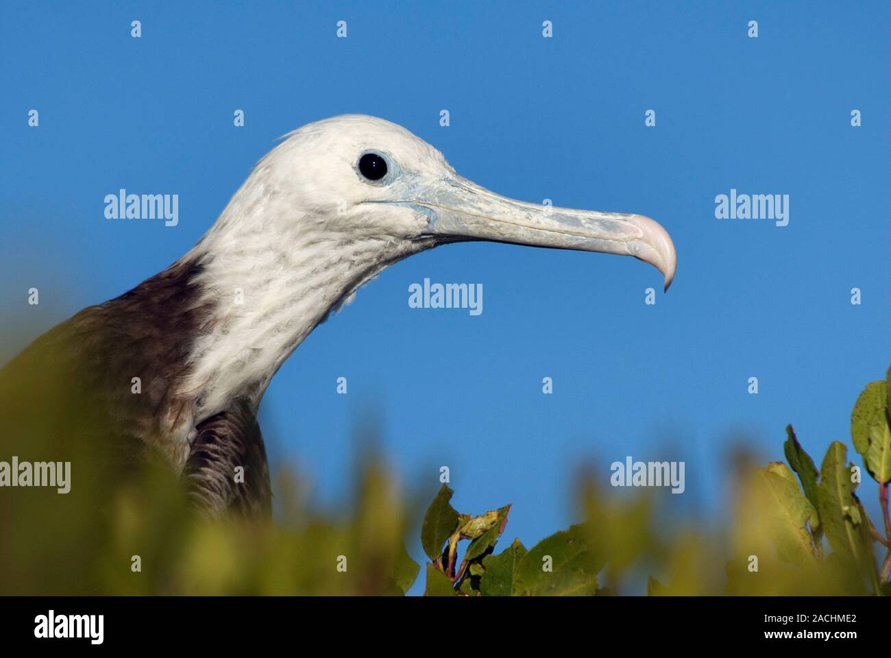 Magnificent frigate bird (Fregata magnificens). This is a young ...