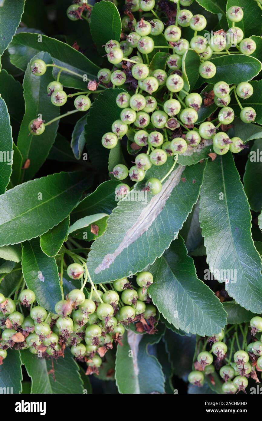 Pyracantha leaf miner (Phyllonorycter leucographella) - blotch mines in ...