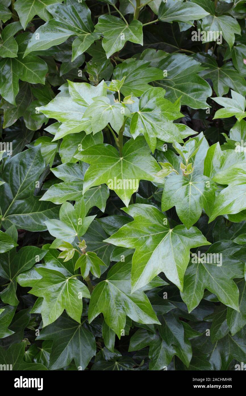 Tree ivy (x Fatshedera lizei) AGM Stock Photo - Alamy