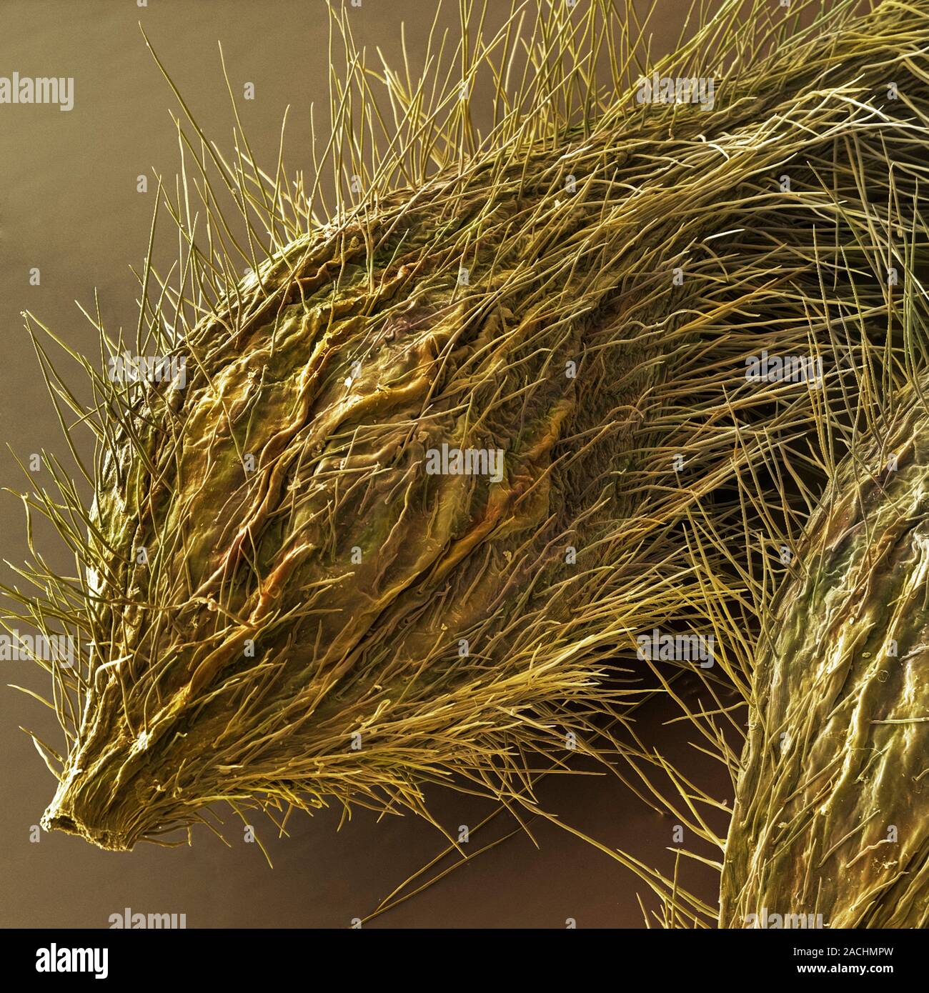 Seed of Old Man's Beard (Clematis vitalba), coloured scanning electron ...