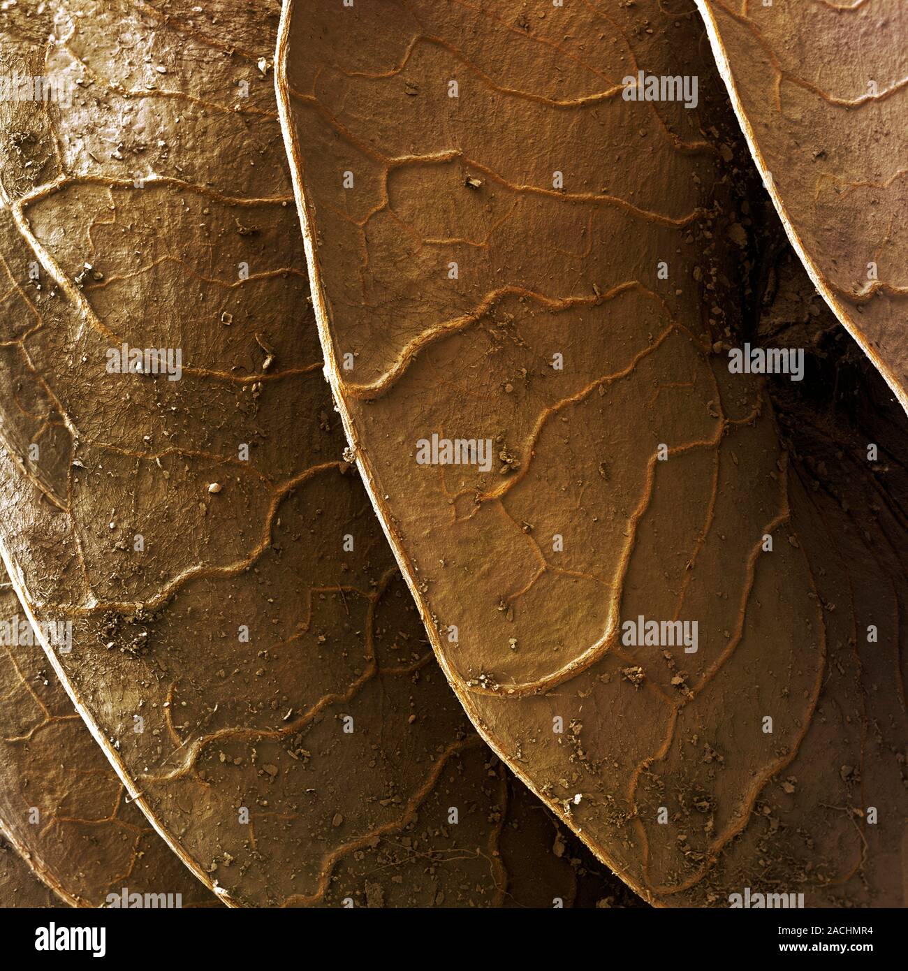 Large Disc Medick (Medicago orbicularis) seed pod, coloured scanning ...