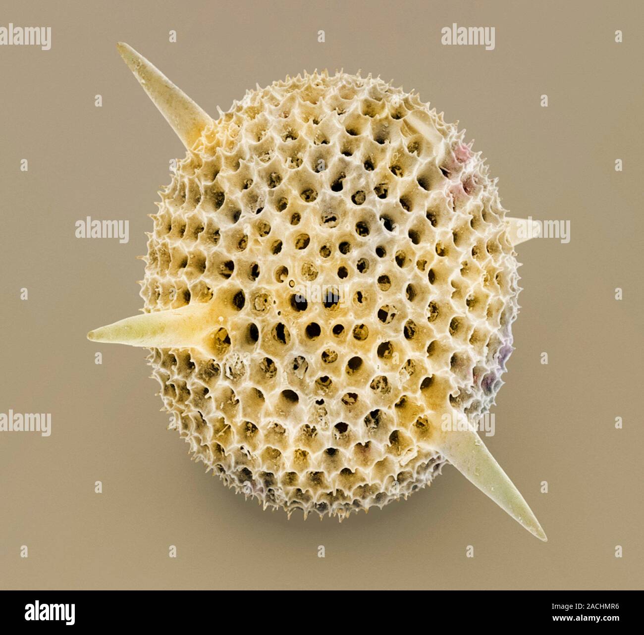 Radiolarian. Coloured scanning electron micrograph (SEM) of the shell ...