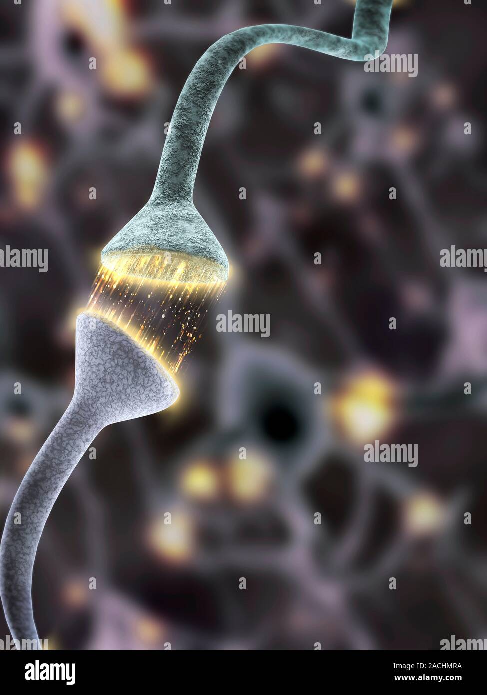 Nerve synapse. Computer artwork of of a junction, or synapse, between ...