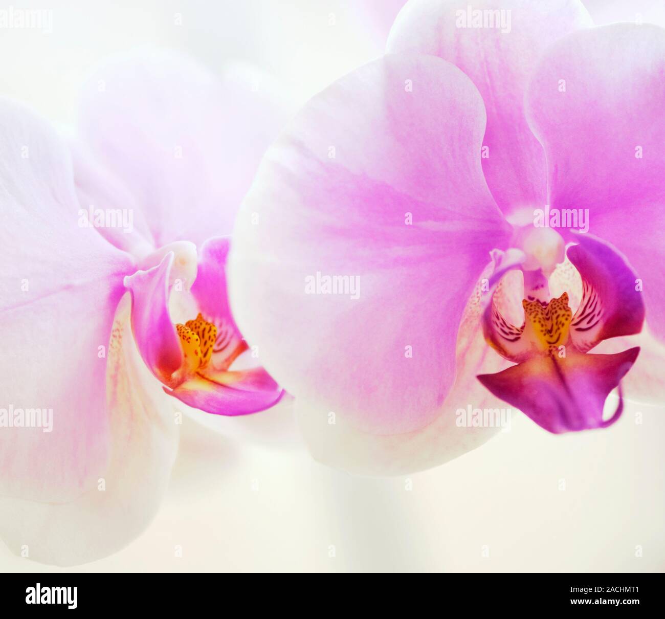 Orchid flowers( Phalaenopsis Hinamatsuri 'Blushing Bride' Stock Photo - Alamy