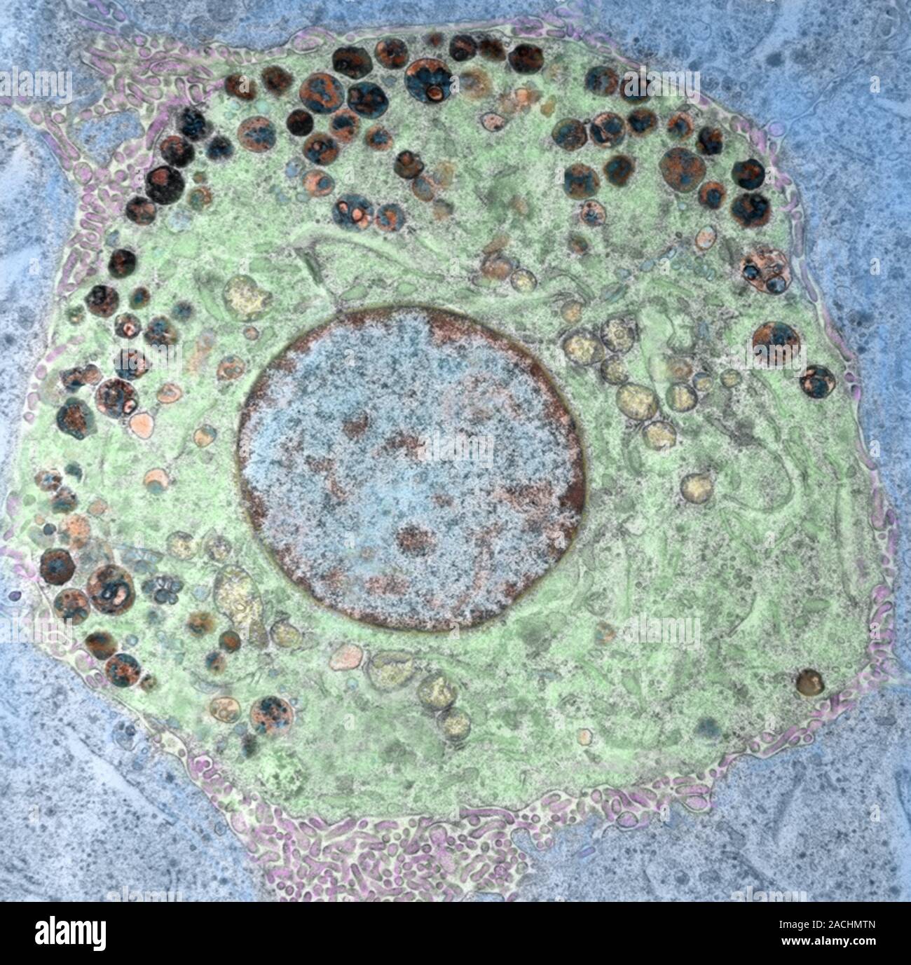 Liver macrophage cell. Coloured transmission electron micrograph (TEM ...