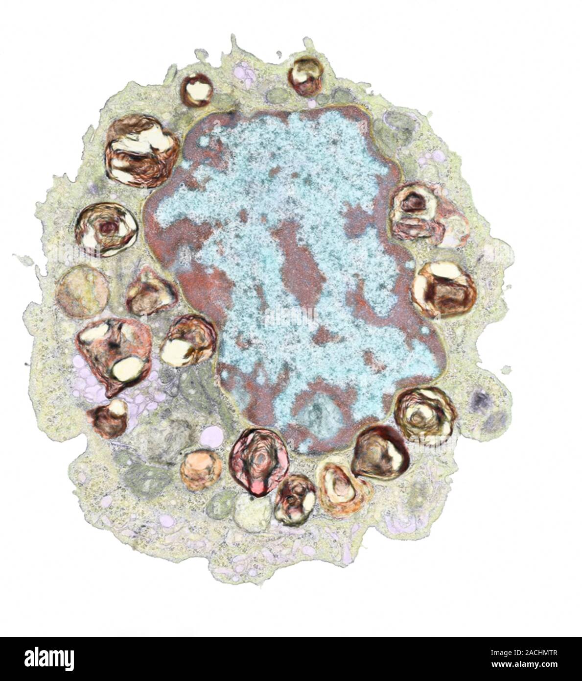 Macrophage cell. Coloured transmission electron micrograph (TEM) of a ...