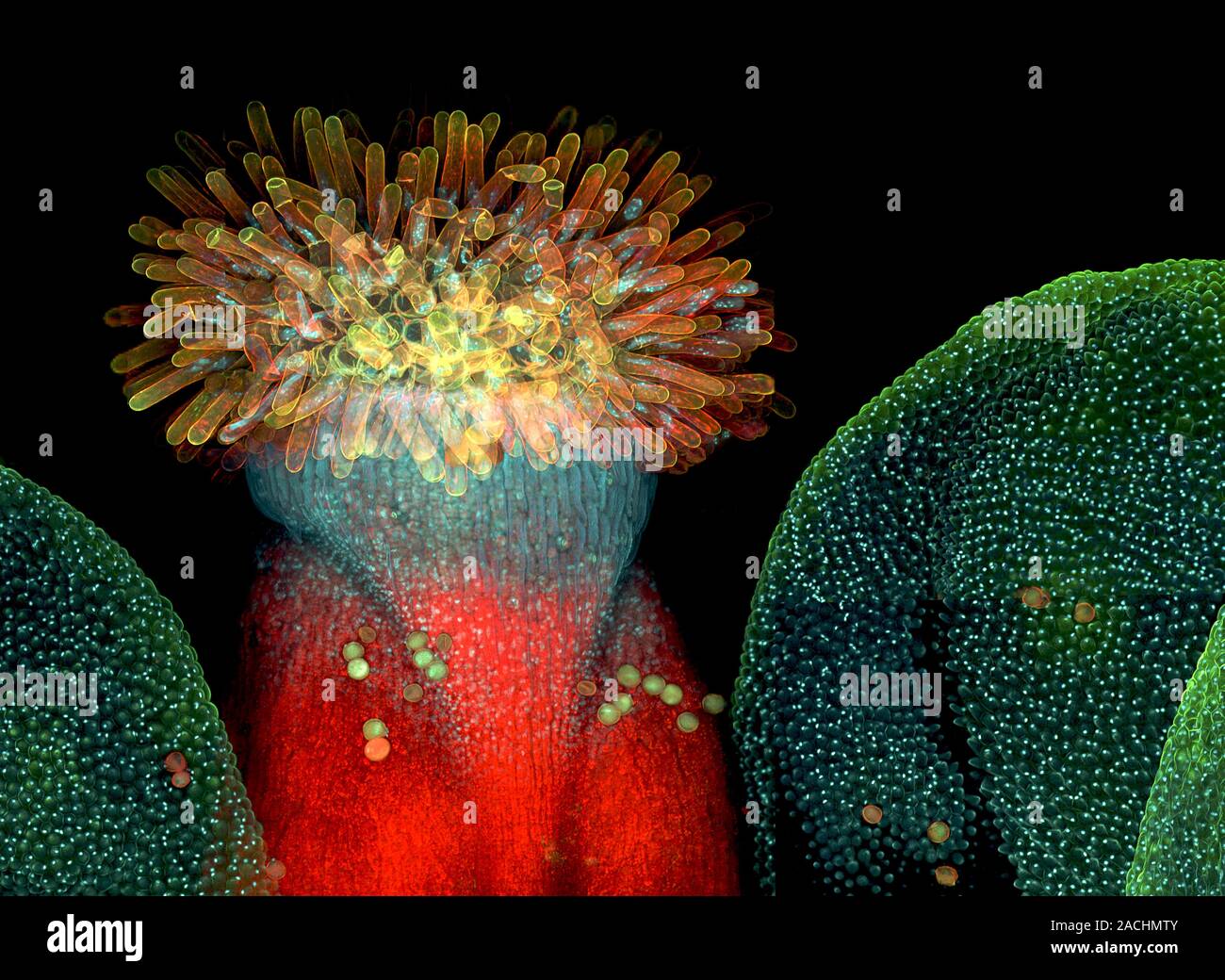 Thale cress flower. Fluorescence micrograph of a flower from a thale ...