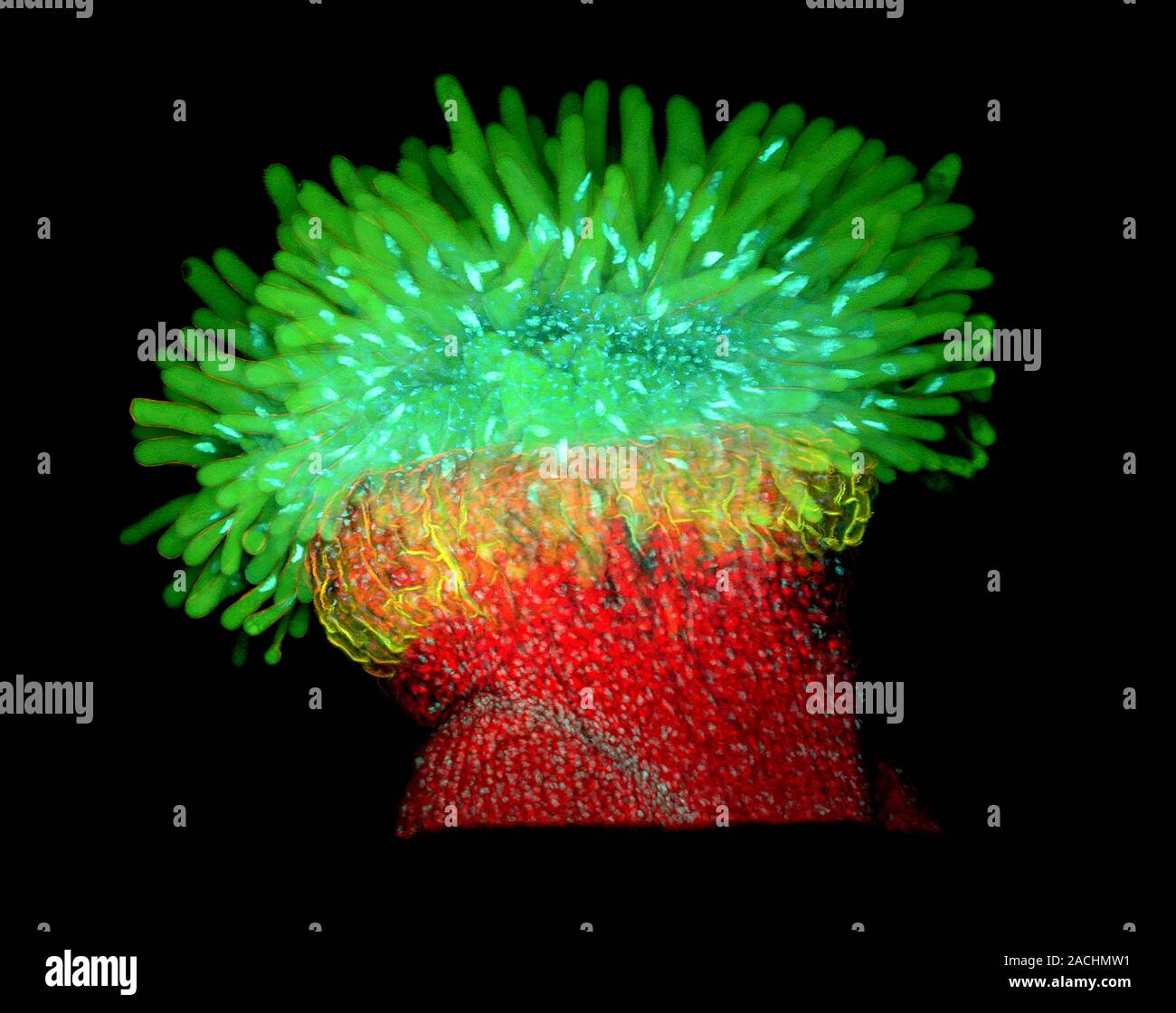 Thale cress stigma. Fluorescence micrograph of a stigma (female ...