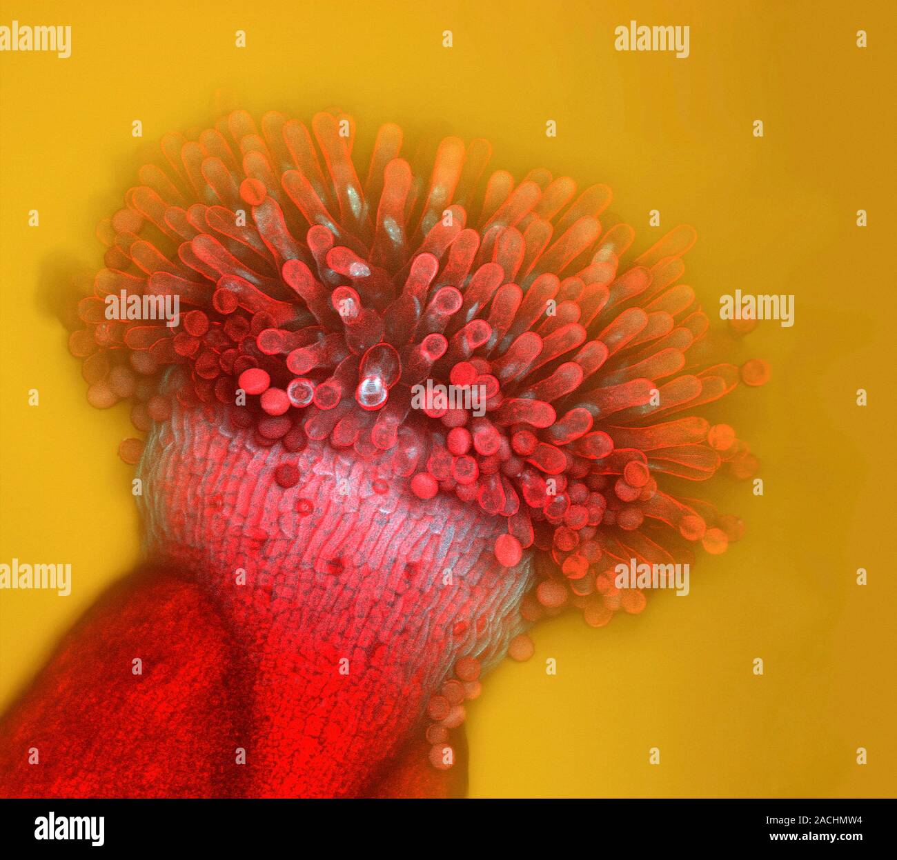 Thale cress stigma. Fluorescence micrograph of a stigma (female ...